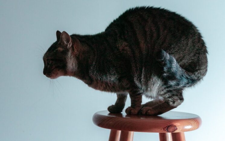 What Type of Bar Stool is the Most Comfortable? - Gop Convention