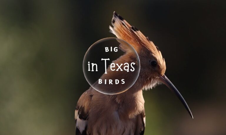 Big Birds in Texas - Discover the Majestic Winged Wonders of the Lone ...
