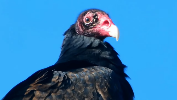 Big Birds in Texas - Discover the Majestic Winged Wonders of the Lone ...